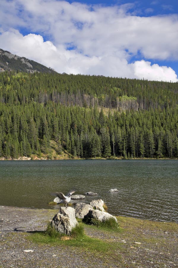 Warm evening on lake stock photo. Image of freedom, forest - 155098852