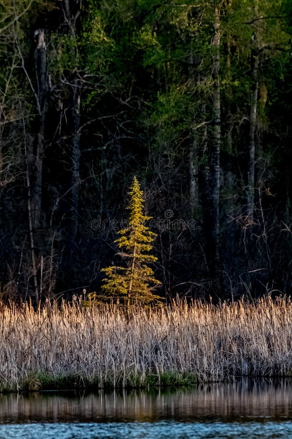 Warm Evening Light Shines on a Young Tree Stock Image - Image of ...