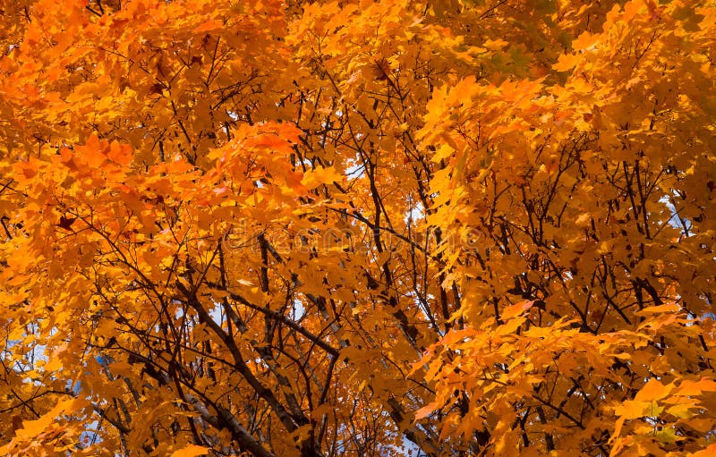 Warm Fall Foliage stock photo. Image of colorful, september - 35910928