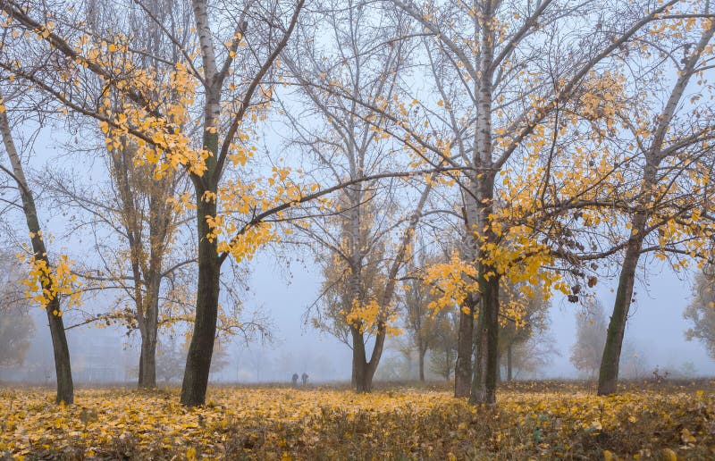 Warm Fall : Morning fog stock image. Image of cold, environment - 34687465