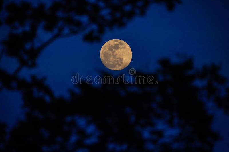 A Warm Full Moon Rises among Tree Limbs at Sunset Stock Photo - Image ...