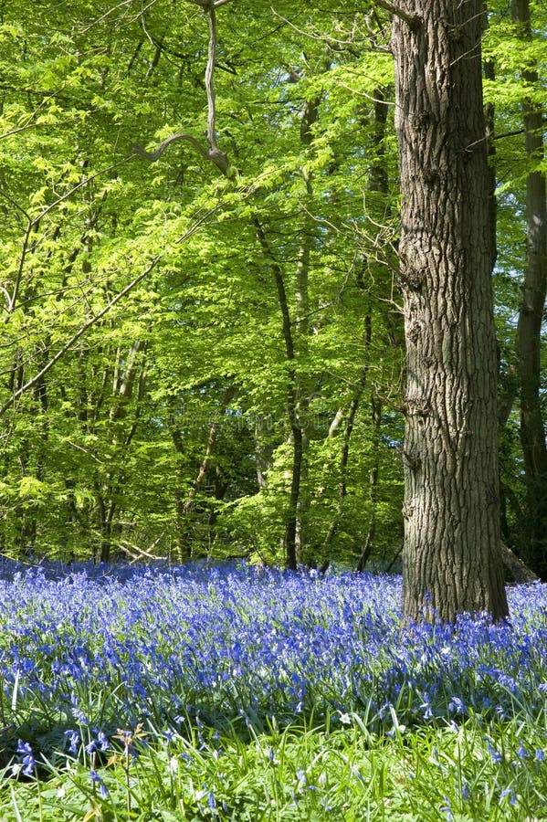 Warm Golden Light in Spring Bluebell Woods Stock Image - Image of ...