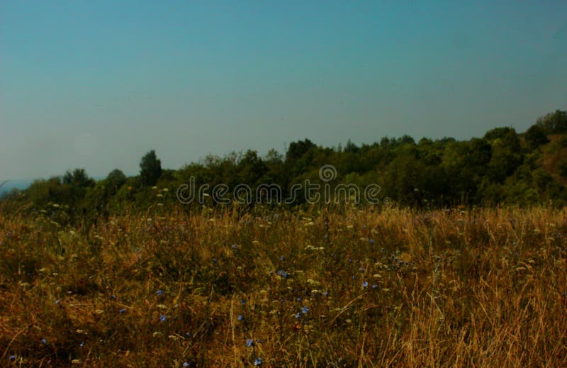 Warm Grass Nature Hay Yellow Stock Photo - Image of nature, warm: 193552092