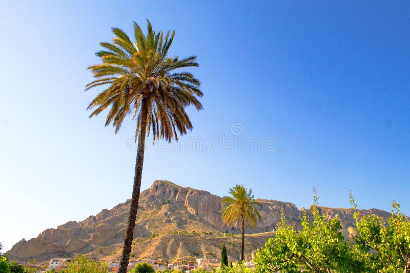Warm Image with Lush Vegetation and Palm Trees Stock Photo - Image of ...