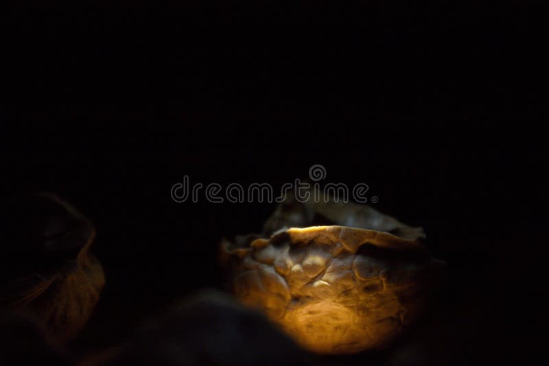 Warm Light Shines on a Half of a Walnut Shell Stock Image - Image of ...