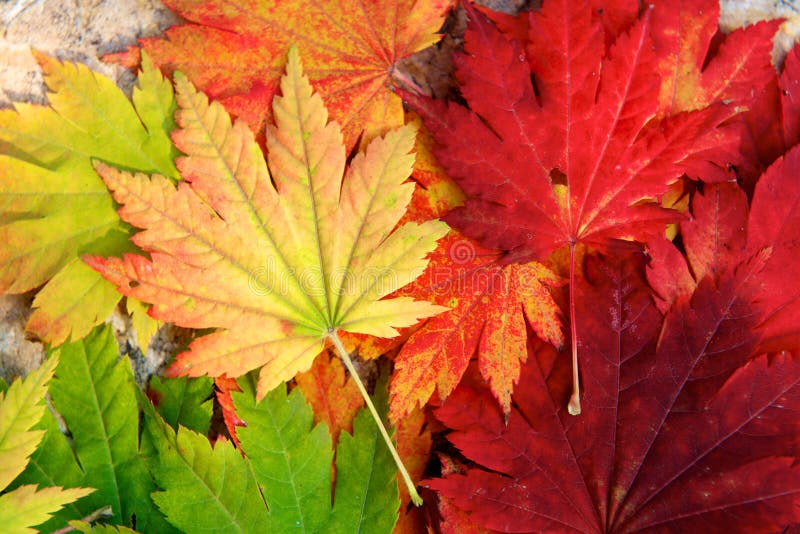 Warm Maple Leaves stock image. Image of maple, foliage - 36395693