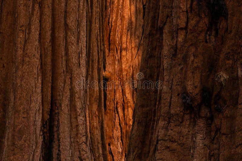 Warm Morning Light and Burn Marks on Layers of Sequoia Tree Bark Stock ...