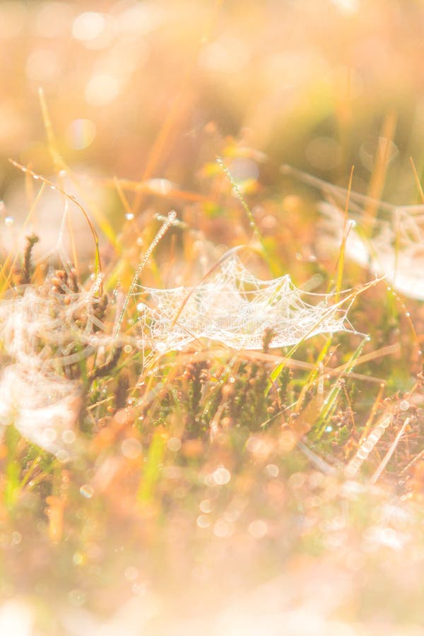 Warm Nature Wallpaper