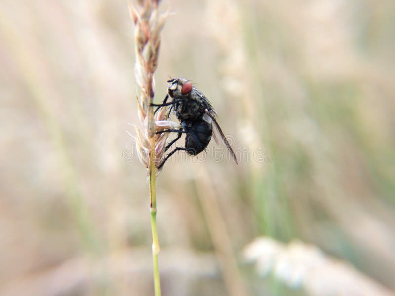 Fly on a leaf stock photo. Image of ground, flower, catcher - 154881616