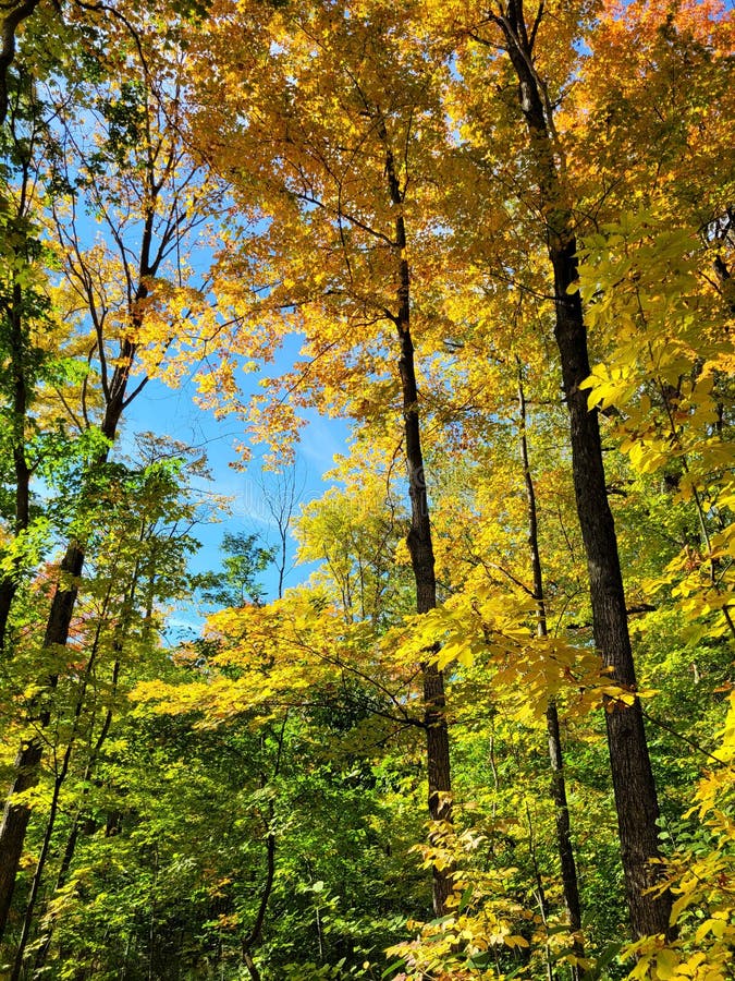 Warm October Colour and Blue Sky Stock Photo - Image of blend, orange ...