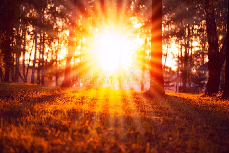 Warm Rays of the Sun Pass through the Trees and Lawn. Sunset in the ...