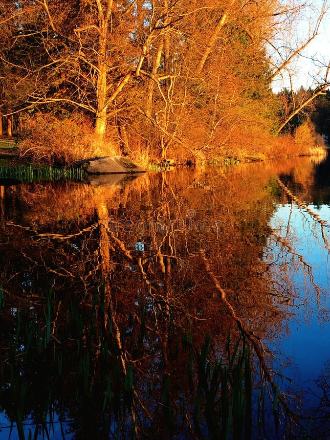 Warm reflections stock photo. Image of trees, landscape - 62041192