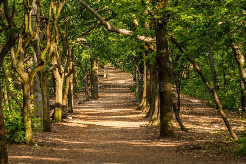Calm road in Norway island stock photo. Image of lofoten - 161075988