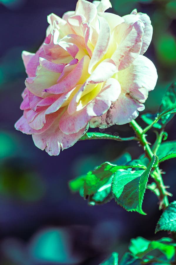 Warm Rose stock photo. Image of field, love, blossom - 187742352