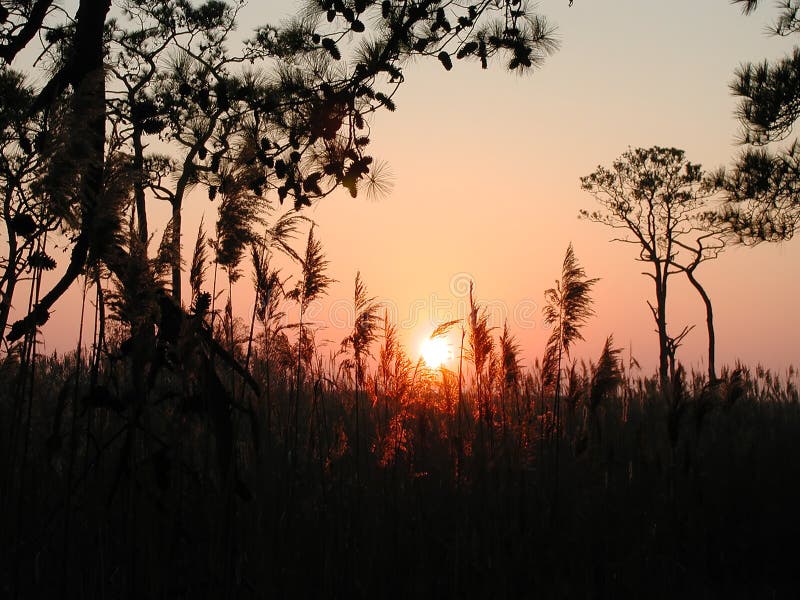 Warm scene stock image. Image of summer, marsh, morning - 945013