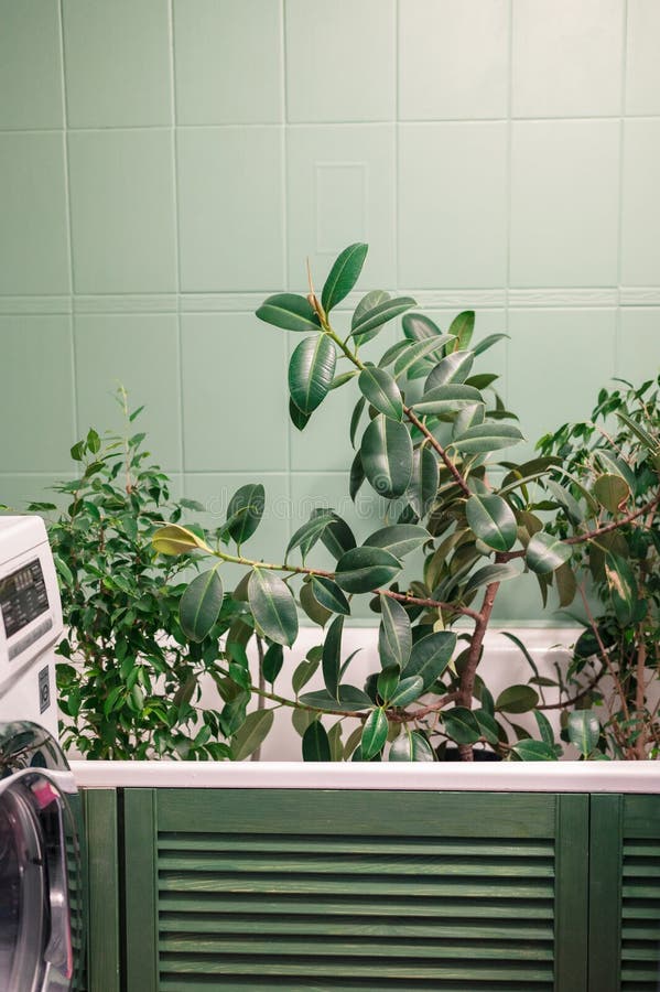 Warm Shower for Home Plants Stock Photo - Image of vibrant, moisture ...