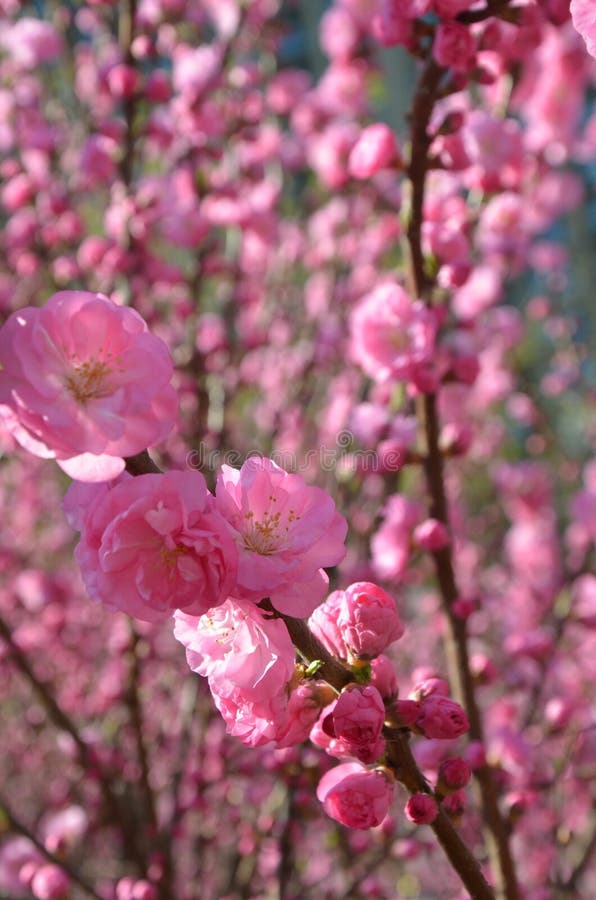 In the Warm Spring Season, the Trees are Full of Flying Flowers Stock ...