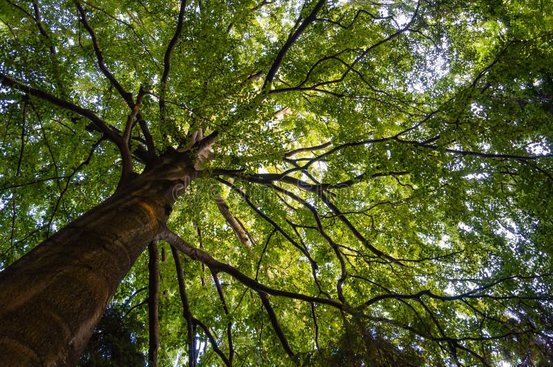 Warm Spring Sun Shines through the Crown of Impressive Old Wood. Stock ...