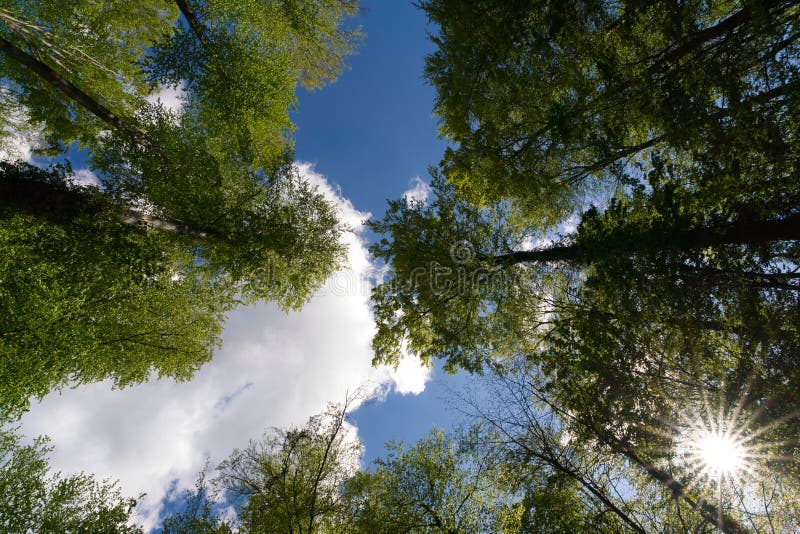 The Warm Spring Sun Shining through the Canopy of Tall Beech Trees ...