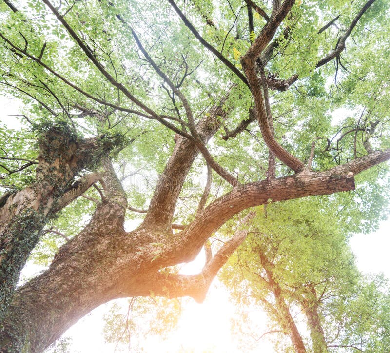 The Warm Spring Sun Shining Stock Photo - Image of nice, green: 287004046