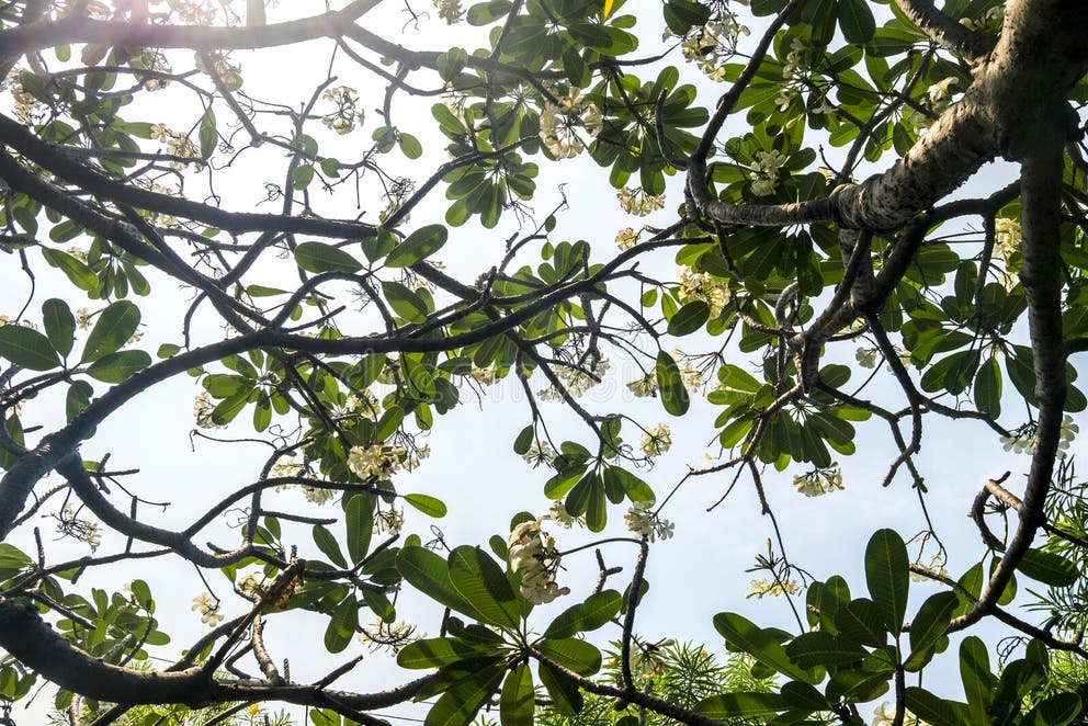 Look Up the Tree at the Park. Stock Photo - Image of pattern, sunlight ...