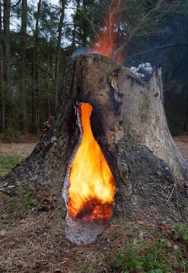 Warm stump stock photo. Image of green, pine, flaming - 40238482