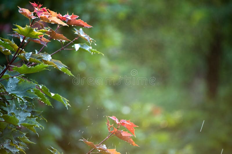 Warm Summer Rain in the Park. Drops of Water Fall on the Branches ...