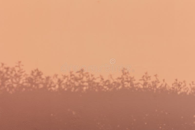 Warm Summer Shadows and Light on the Wall. Painted Plaster Wall Texture ...