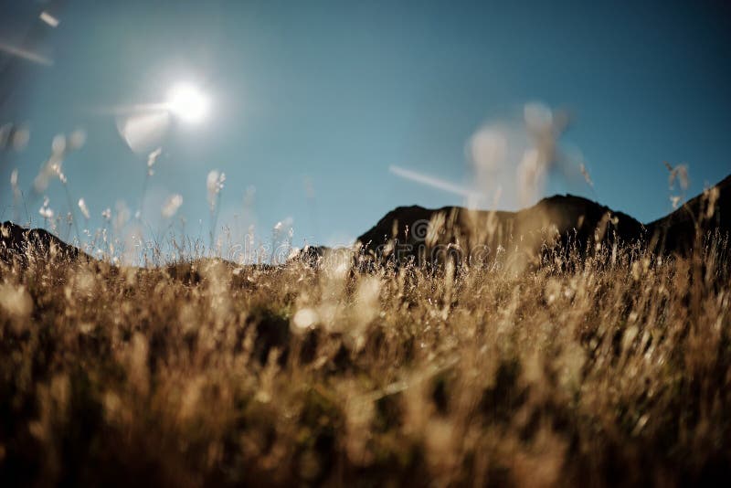 Sunset Sun on a Alpine Pasture Stock Photo - Image of fallen, lake ...