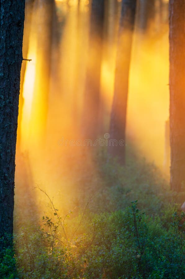 Warm Sun Rays Shining through the Forest Stock Photo - Image of sunny ...