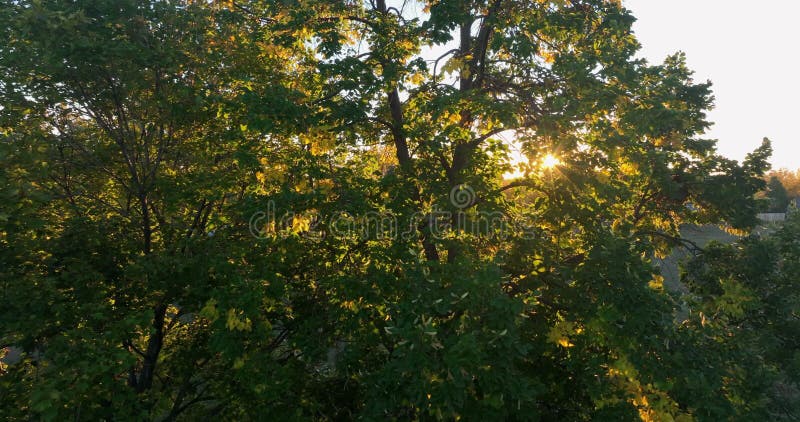 Warm Sun Shining through Tree Foliage in Backyard Stock Video - Video ...