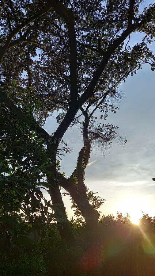 The Warm of Sun and the Tree of Freedom Stock Image - Image of warm ...