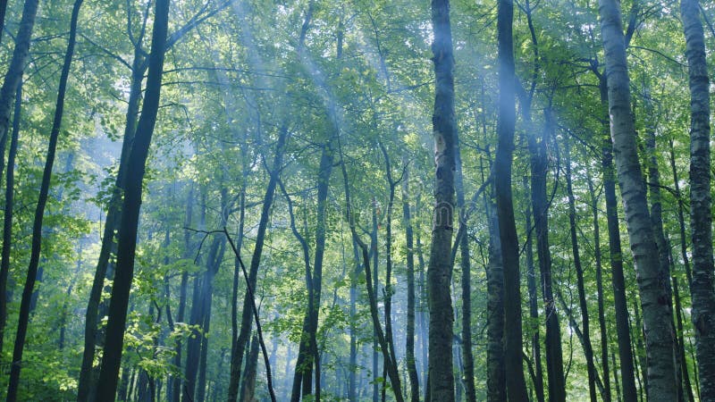 Warm Sunbeams Illuminating Tree Trunks and Shrubs. Light Rays Break ...
