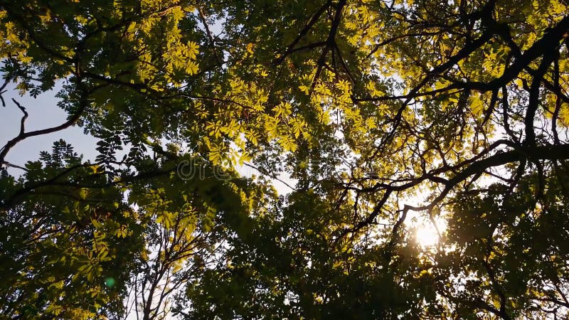 Warm Sunlight Filters through the Vibrant Green Canopy of Tall Trees ...