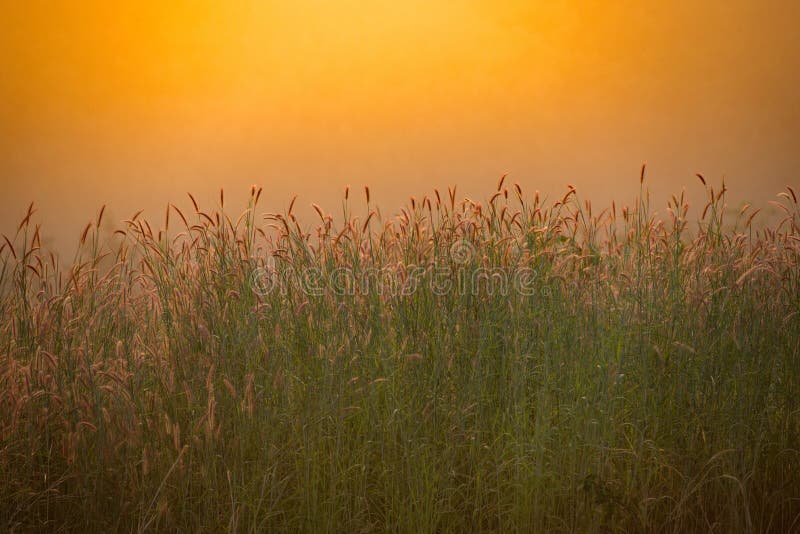 Warm sunlight morning stock image. Image of blur, garden - 104888519