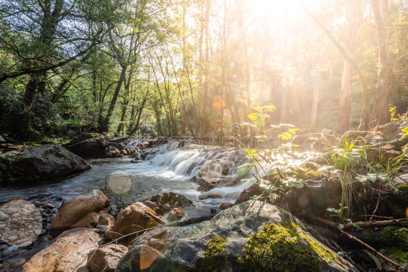 Warm Sunlight among the Trees Stock Image - Image of leaves, figueiro ...