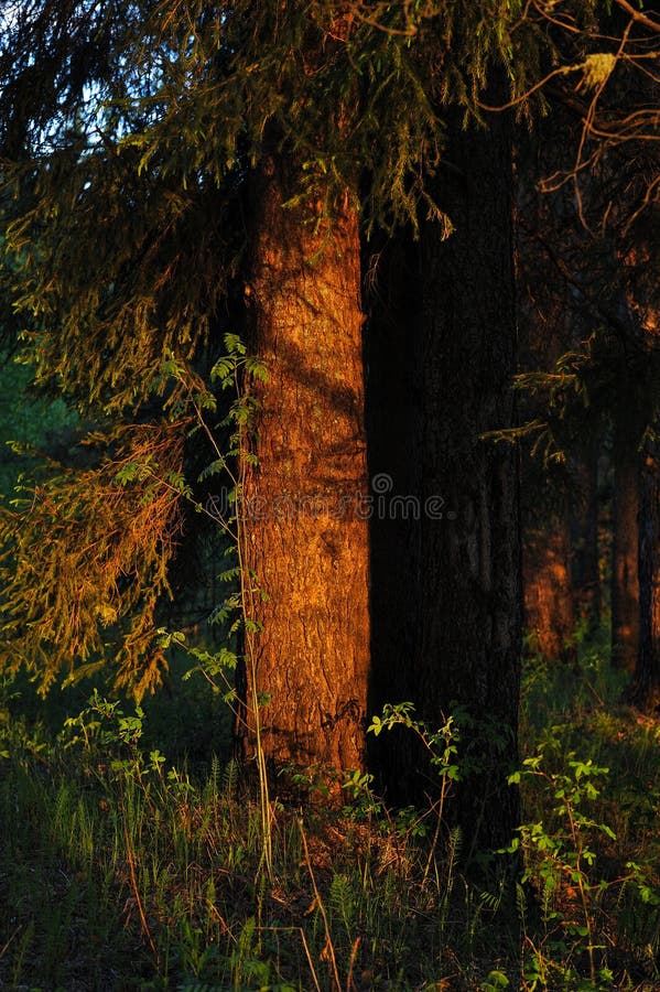 Warm sunlight on the trees stock photo. Image of foliage - 145332030