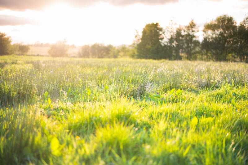 Warm Sunny Morning on a Meadow Stock Image - Image of outdoor, golden ...