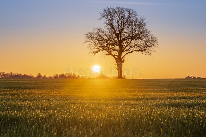 Warm Sunrise Over Open Agriculture Field with Sun Stock Photo - Image ...