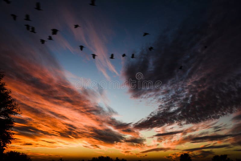Warm Sunset - Birds Flying Back Home in the Evening Stock Image - Image ...