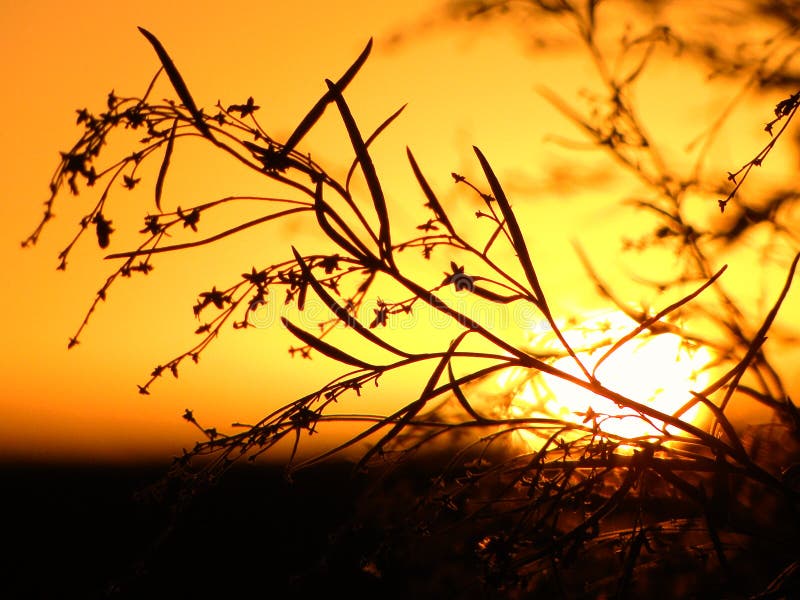 Warm Sunset between Branches, the Sunset in the Field Stock Photo ...
