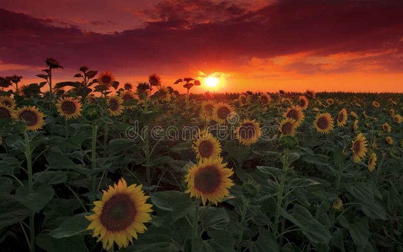 Warm Sunset Light and Sunflower Field Stock Photo - Image of landscape ...