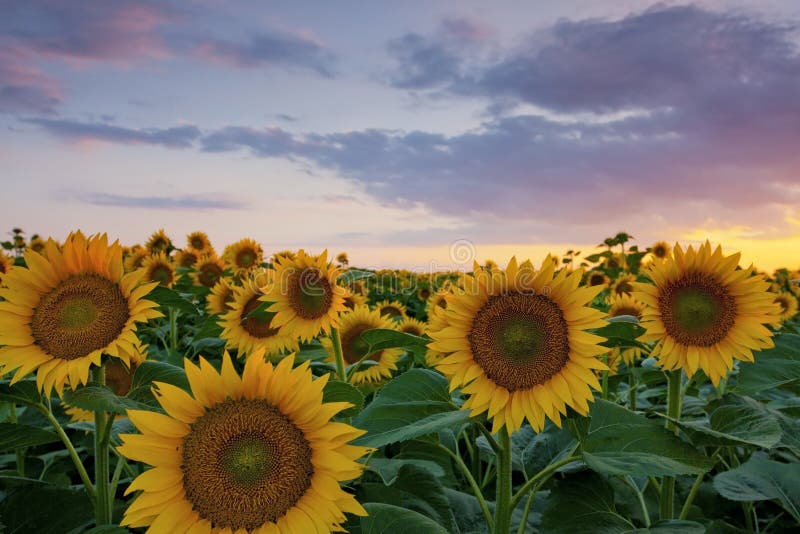 Warm Sunset Light and Sunflower Field Stock Photo - Image of evening ...
