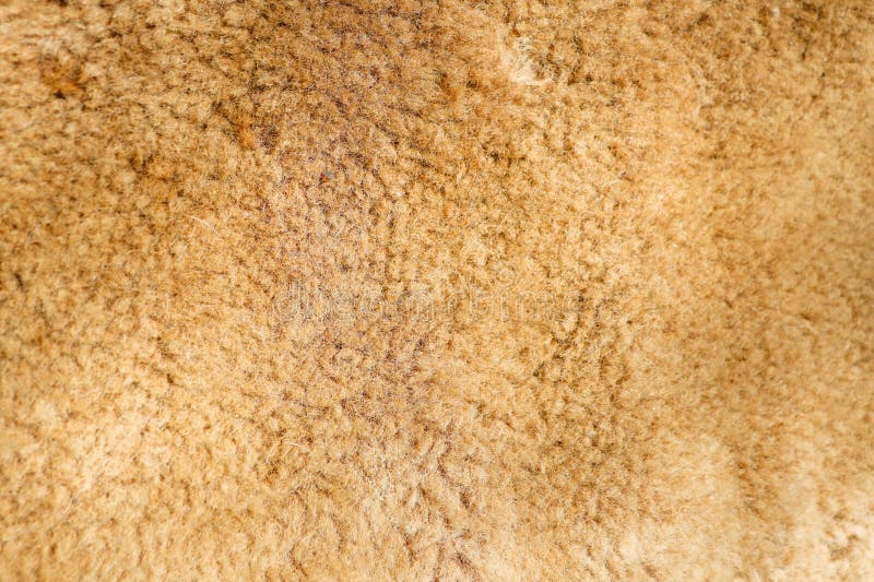 A Warm Textured Fleece Background Ideal for Creating Cozy and Inviting ...