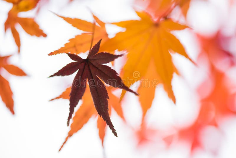Warm Tone Color of Maple Leaf and Branch. Stock Photo - Image of color ...