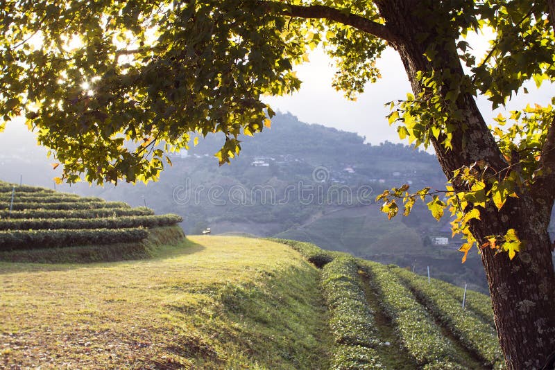 Warm Tone of Maple Tree Picture Stock Image - Image of landscape, leaf ...