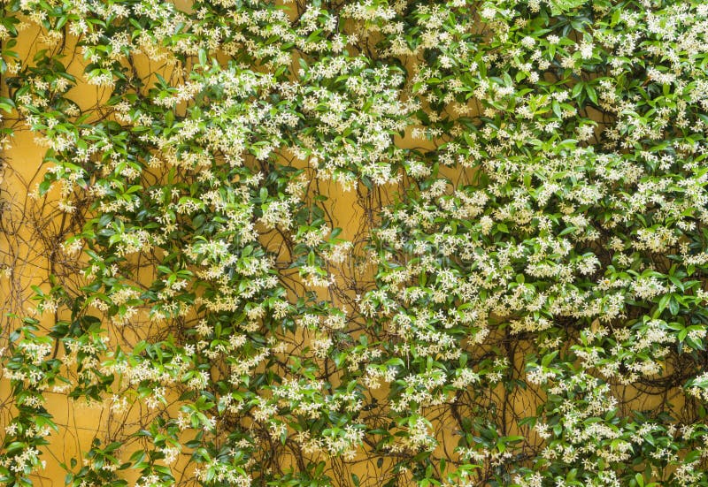 Wall of Jasmine Flowers Trachelospermum Jasminoides in Bloom Stock ...