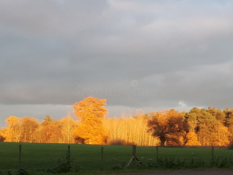 Warm Trees stock photo. Image of orange, reflecting - 104955432
