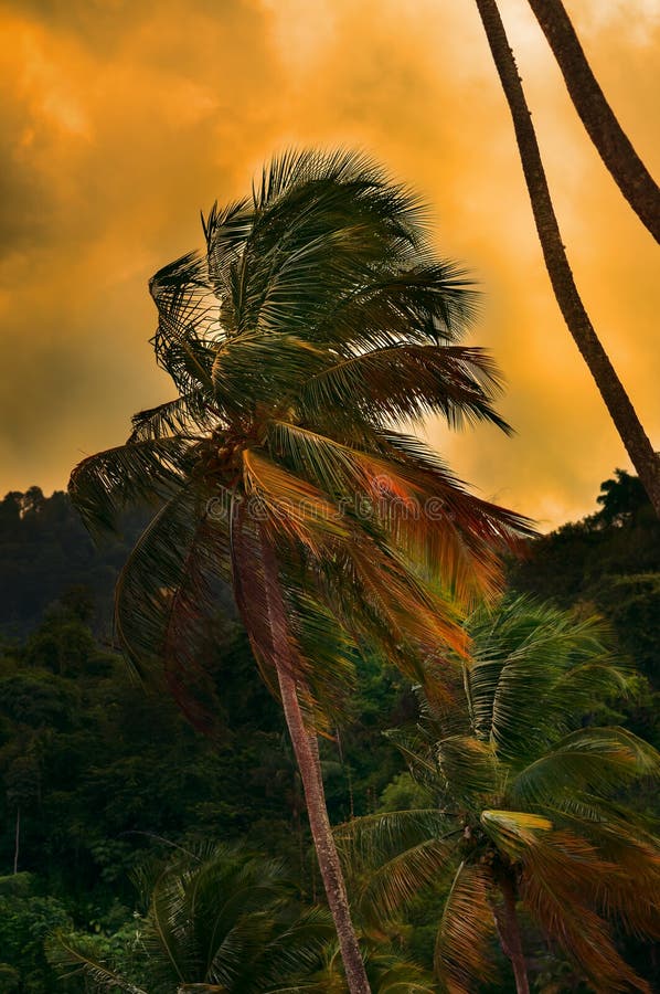 Warm tropical afternoon stock photo. Image of dusk, tropical - 27857778