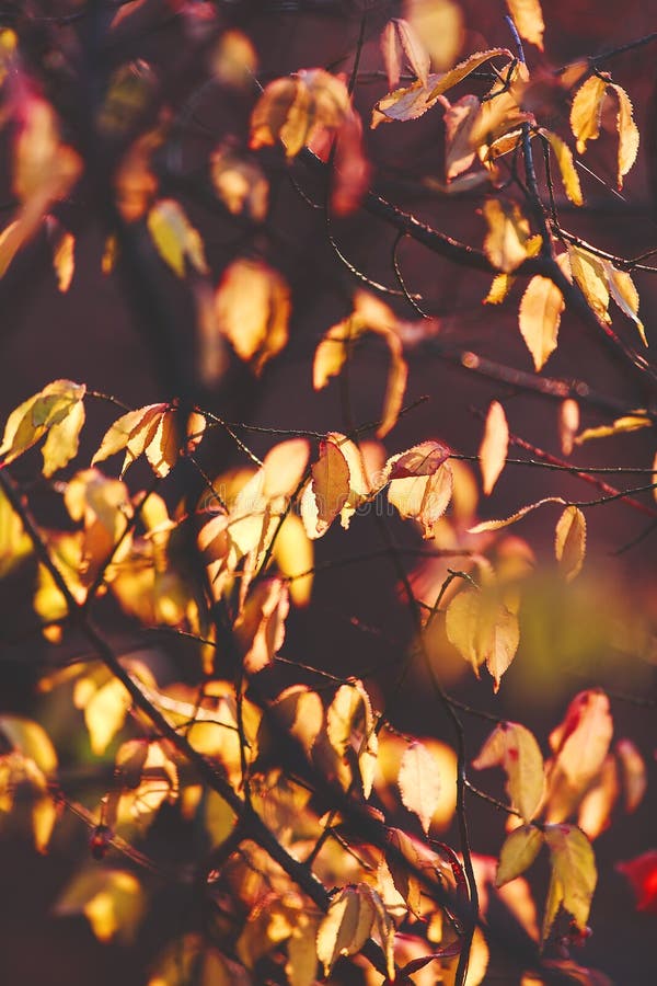 Warm and Vibrant Autumn Background, Sun Light Comming through Wi Stock ...